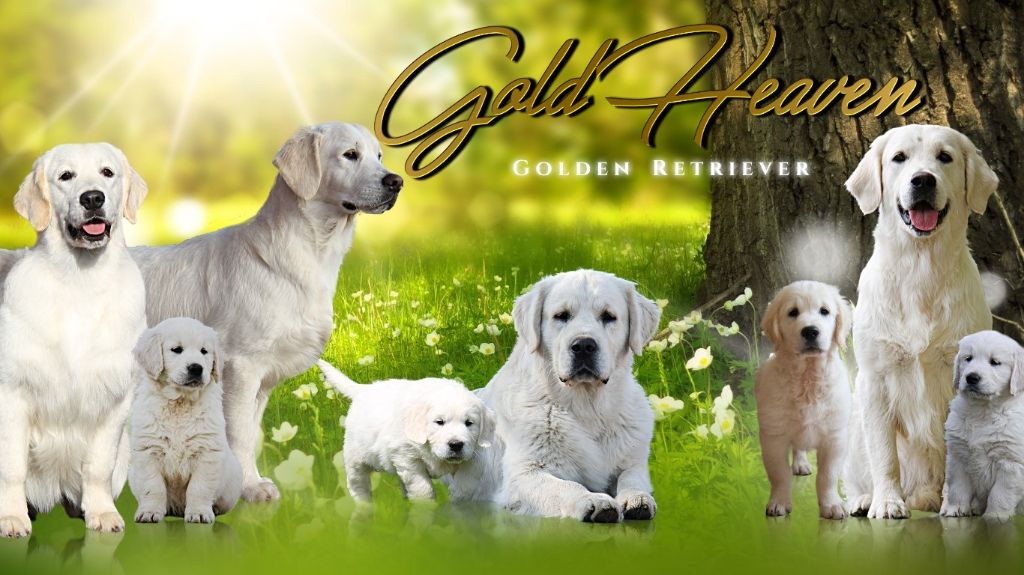Accueil - Elevage Gold Heaven - eleveur de chiens Golden Retriever
